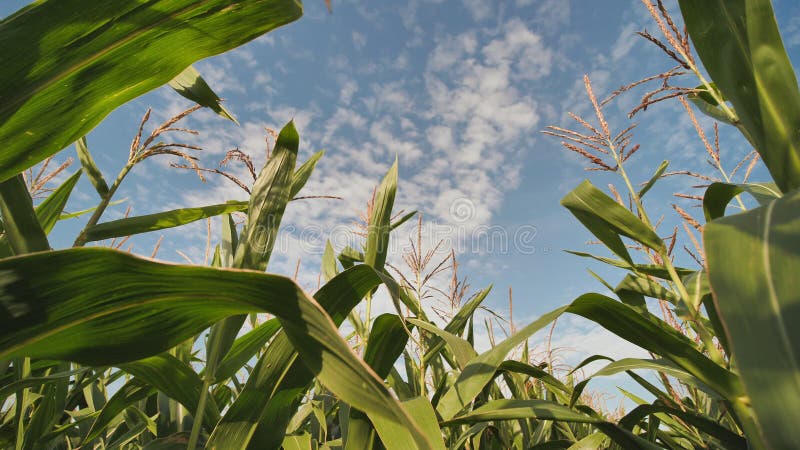 A Circular View Inside the Corn Field. Stock Footage - Video of color ...