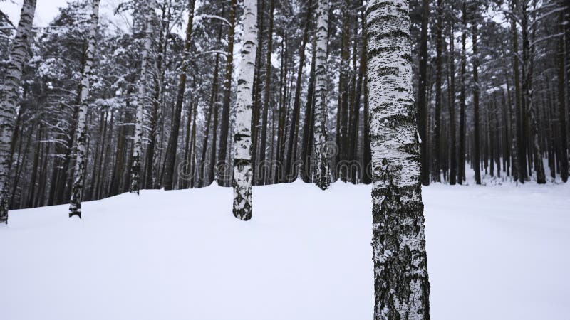 Circular View of Winter Forest. Media. Overview of Wild Forest with ...