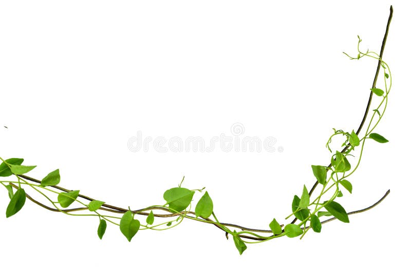Circular Vine at the Roots of Tropical Trees Stock Photo - Image of ...