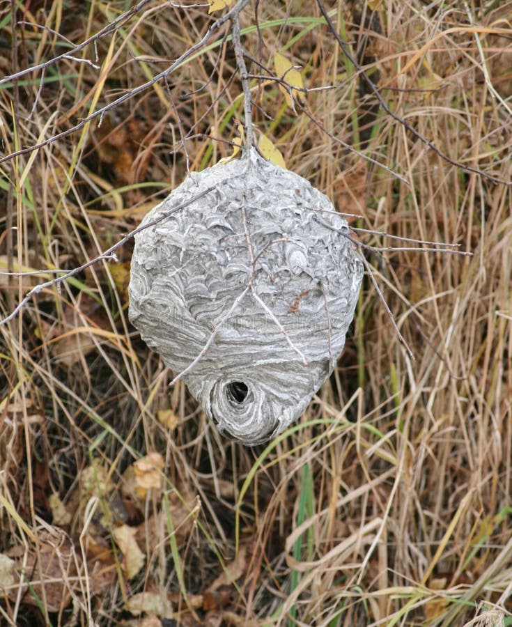 350 Circular Nest Stock Photos - Free & Royalty-Free Stock Photos from ...