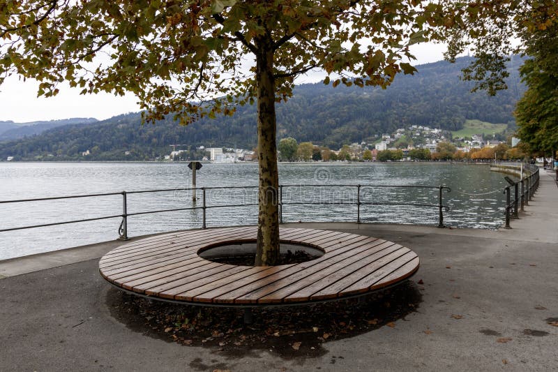 Circular Wooden Bench Around a Tree Overlooking Lake Constance in ...
