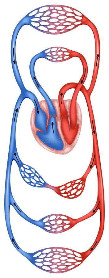 Circulation Stock Illustrations – 29,496 Circulation Stock ...