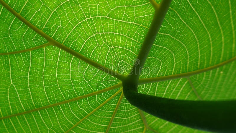 Circulation Systems of Nature Stock Photo - Image of sunlight ...