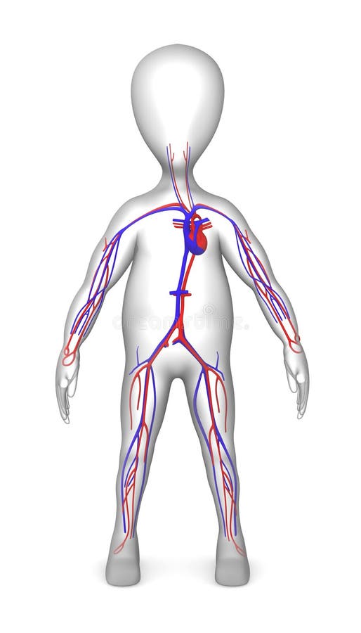 Circulatory system stock illustration. Illustration of paint - 35698392