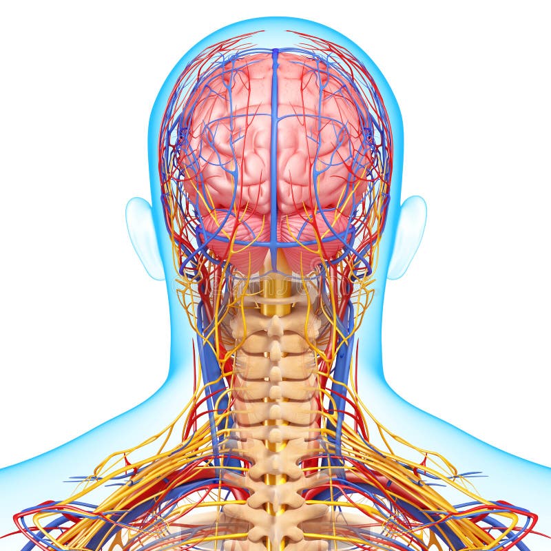 Circulatory and Nervous System of Head Stock Illustration ...