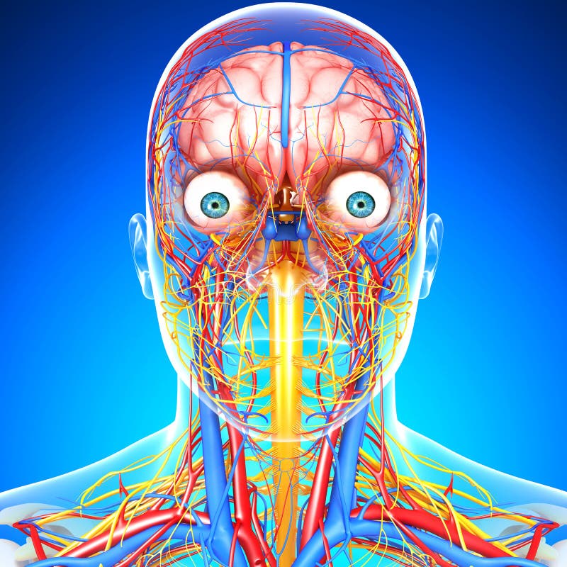 Circulatory and Nervous System of Head Stock Illustration ...
