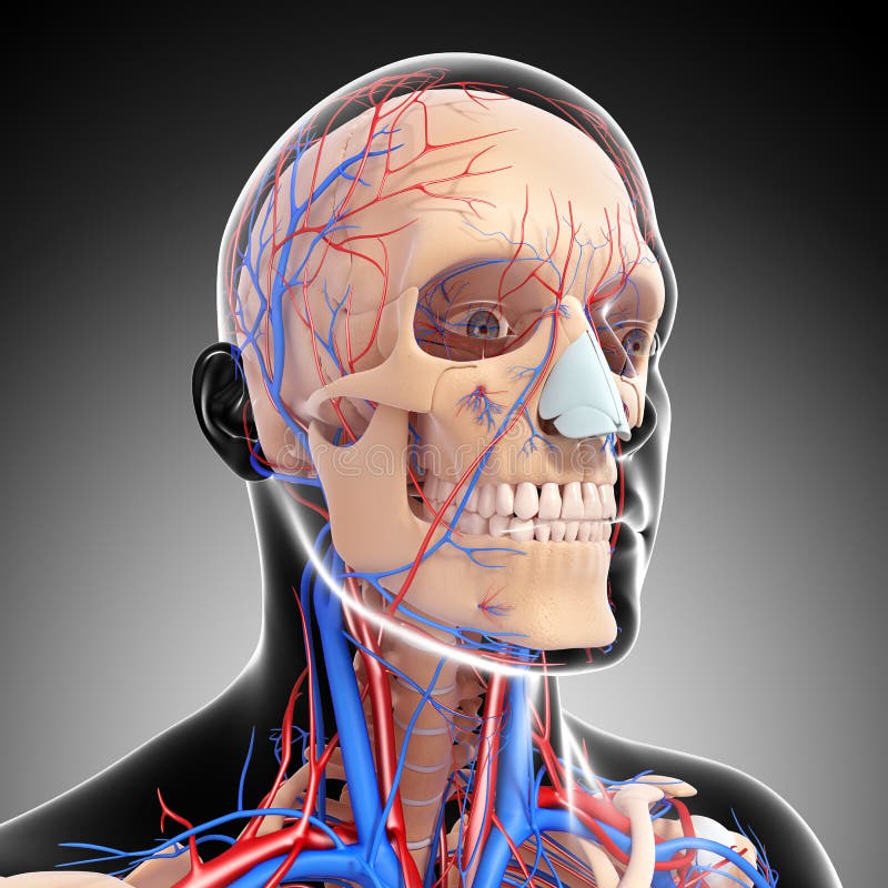 Circulatory and Nervous System of Head Stock Illustration ...