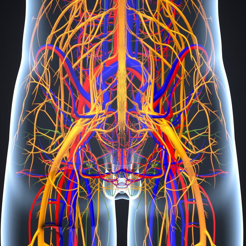 Circulatory and Nervous System with Lymph Nodes Stock Illustration ...