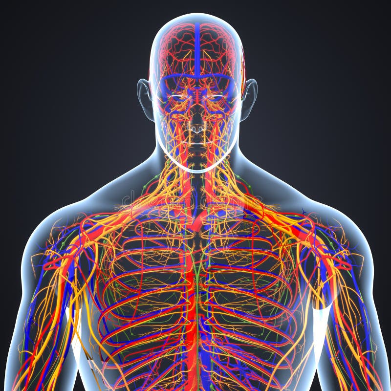 Circulatory and Nervous System of Brain Stock Illustration ...
