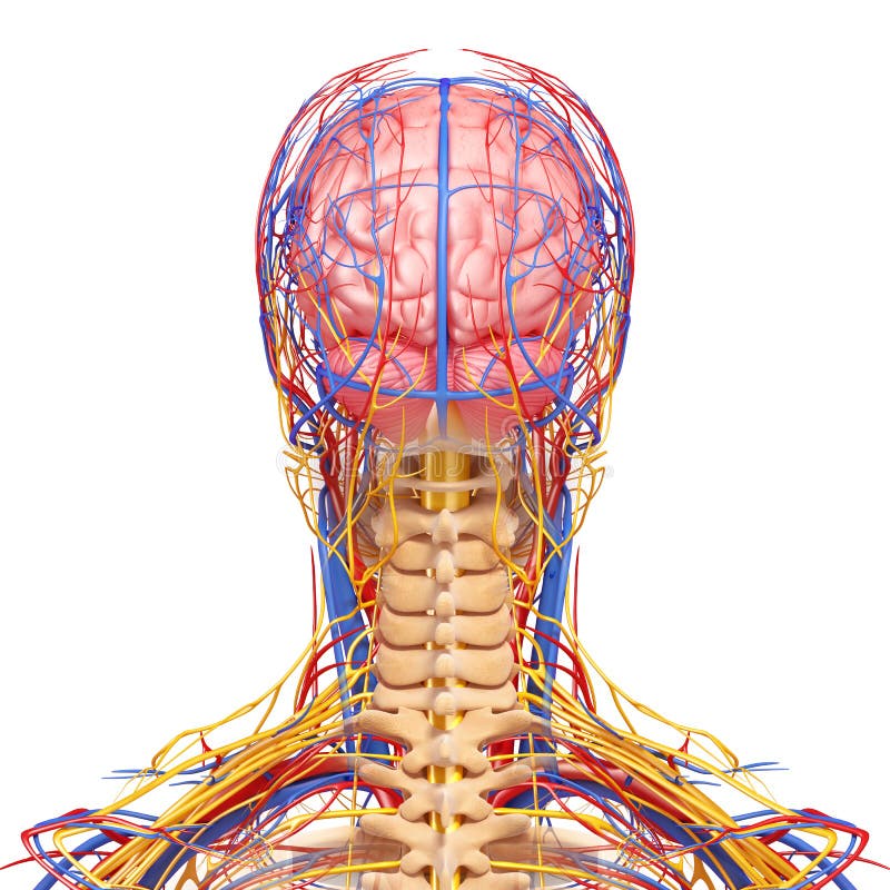 Circulatory and Nervous System of Brain Stock Illustration ...