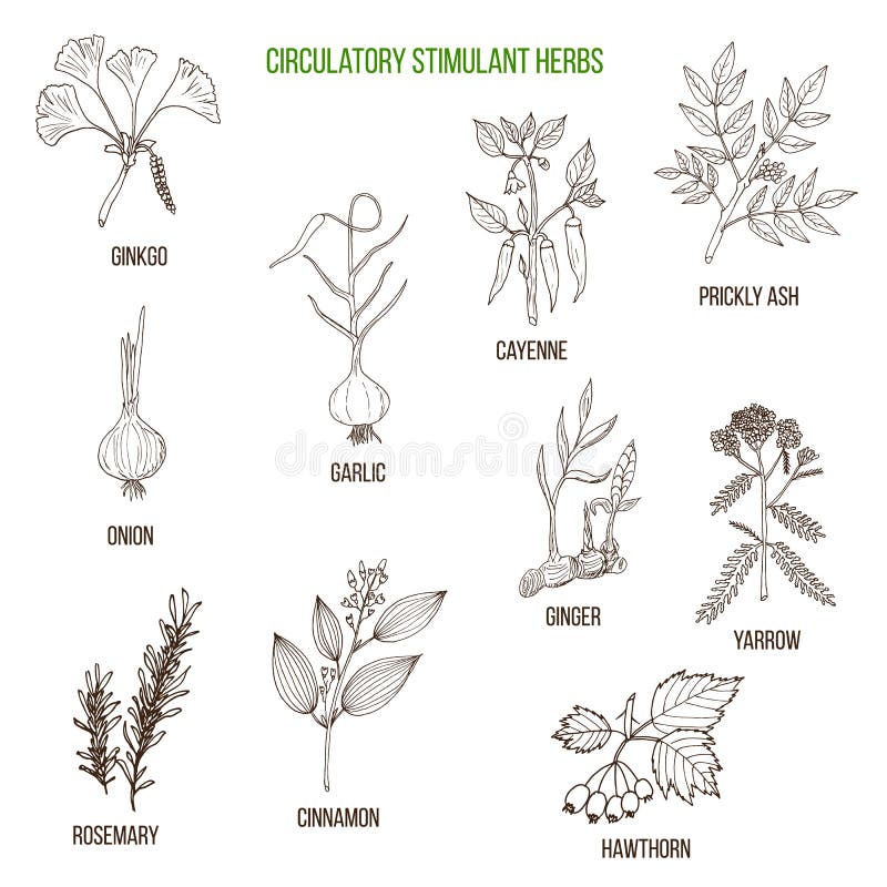 Circulatory Stimulant Herbs Stock Vector - Illustration of organic ...