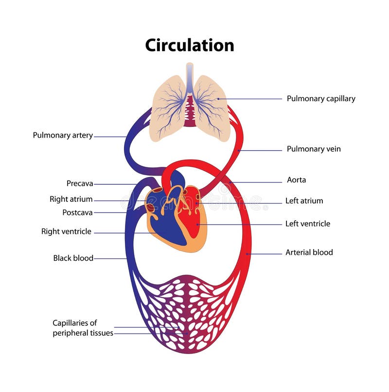 Double circulatory system stock vector. Illustration of cardiology ...