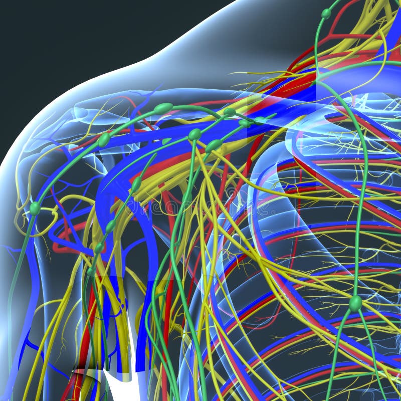 Circulatory and Nervous System with Lymph Nodes Around Shoulder Stock ...