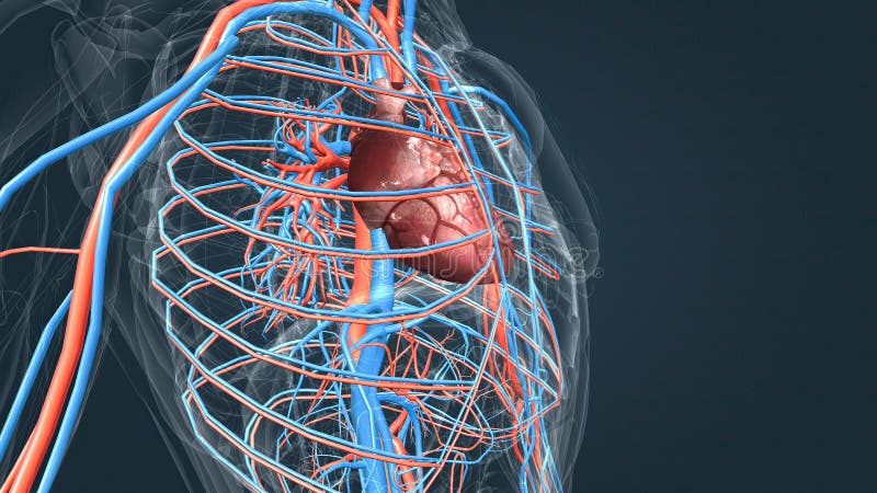 Circulatory System or Cardiovascular System Stock Illustration ...