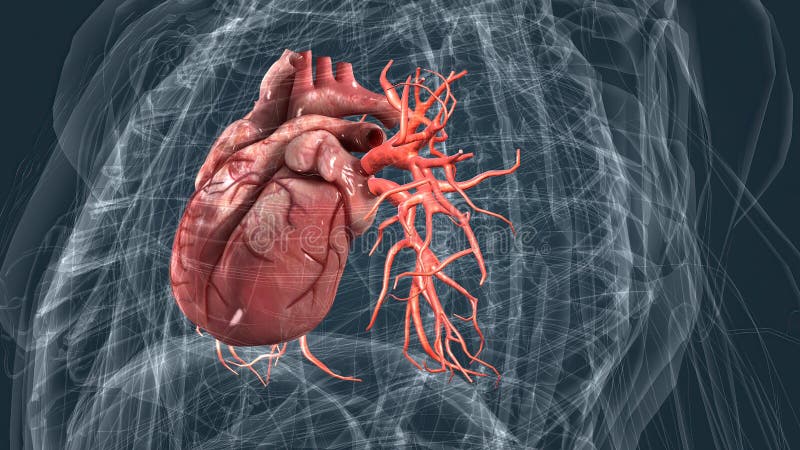 Circulatory System or Cardiovascular System Stock Illustration ...