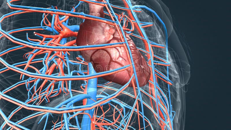 Circulatory System or Cardiovascular System Stock Illustration ...