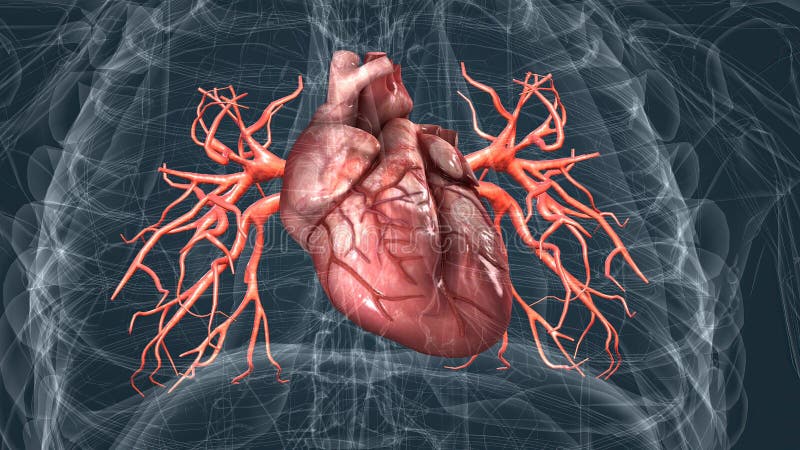 Circulatory System or Cardiovascular System Stock Illustration ...