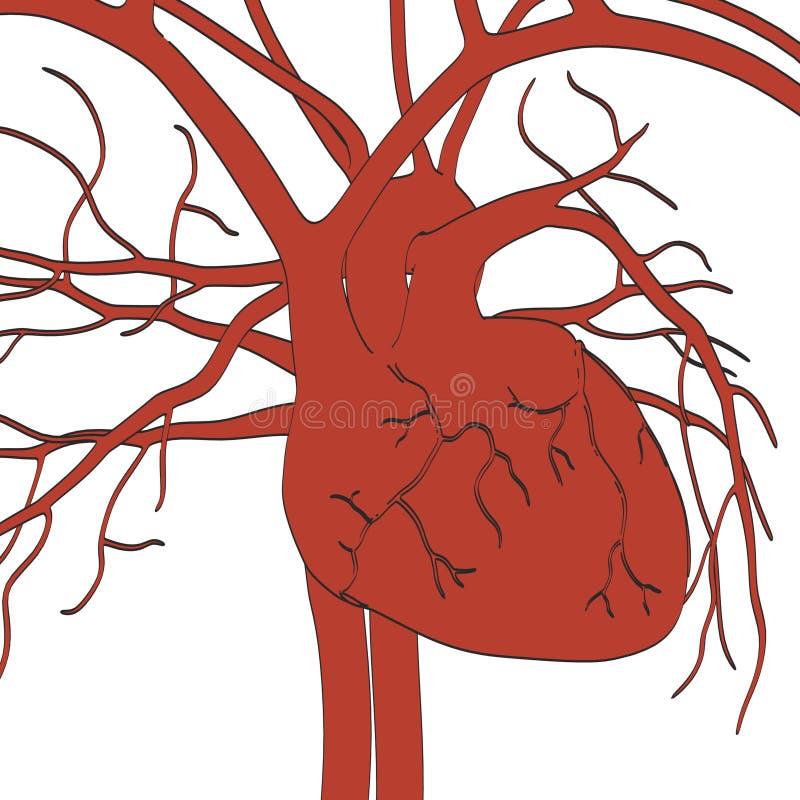 Circulatory system stock illustration. Illustration of paint - 35698392