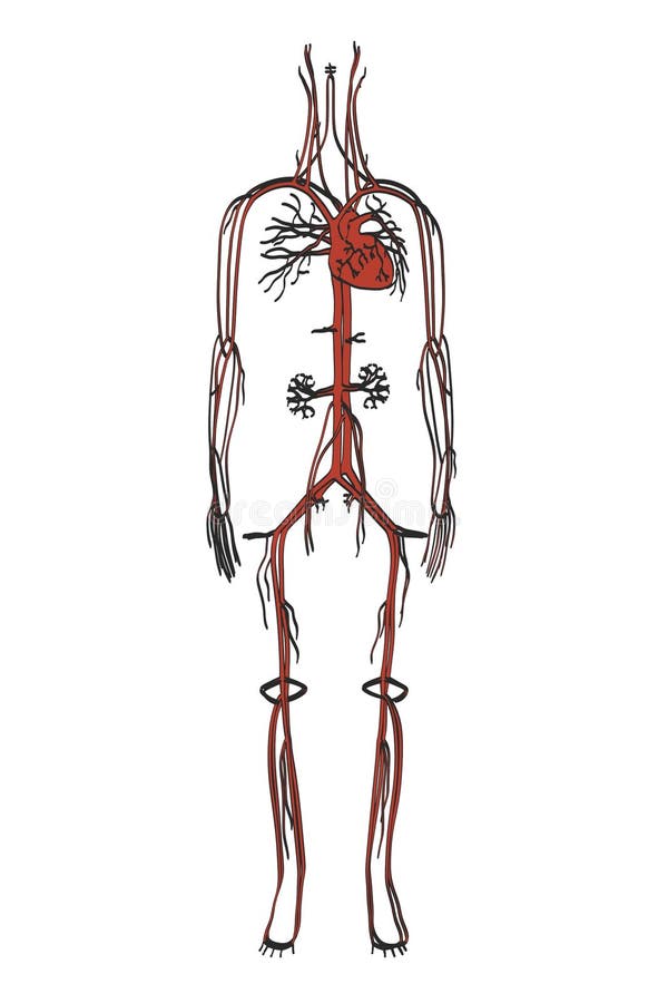 Circulatory system stock illustration. Illustration of paint - 35698392