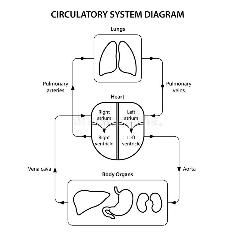 Labeled Human Circulatory System Stock Illustrations – 57 Labeled Human ...