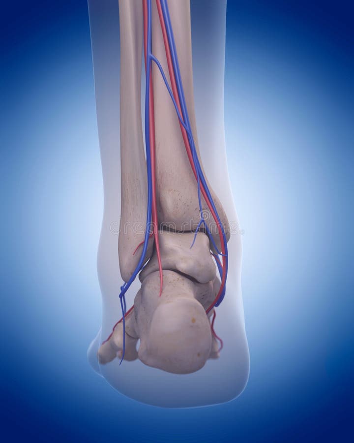 The Circulatory System - Foot Stock Illustration - Illustration of ...