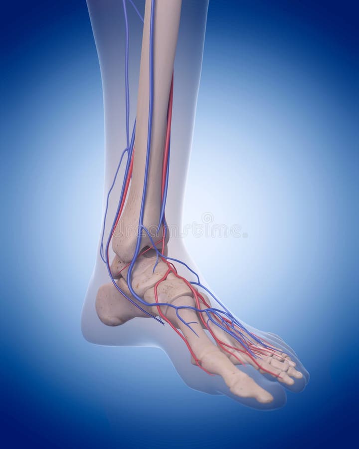 The Circulatory System - Foot Stock Illustration - Illustration of ...