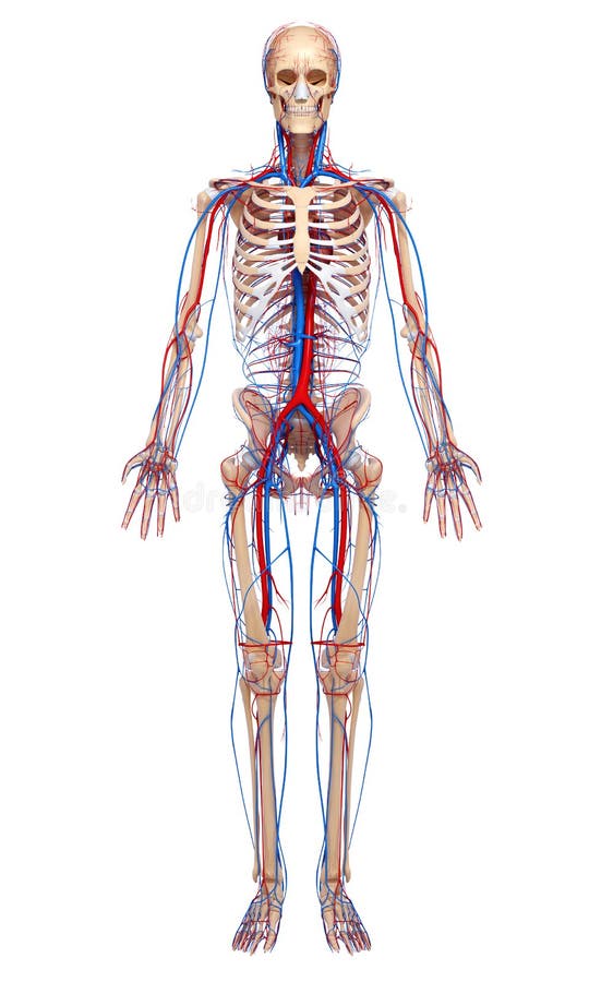 Full Human Body Diagram Stock Illustrations – 215 Full Human Body ...
