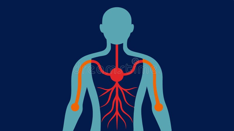 Circulatory System Highlight an Illustration of a Simplified Human ...