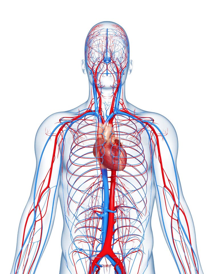 Circulatory System Highlights Heart Stock Illustrations – 142 ...