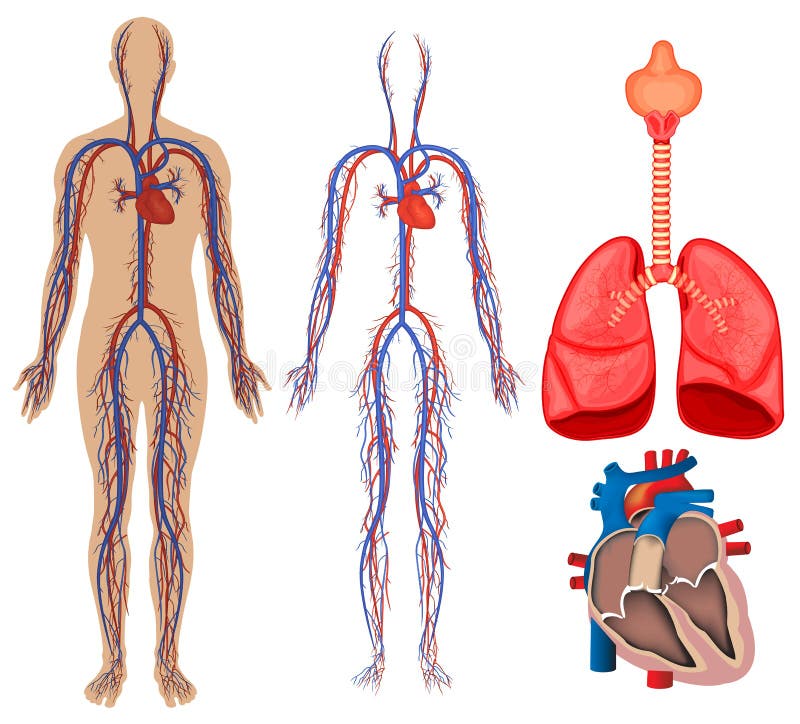 Circulatory system stock illustration. Illustration of body - 7023598