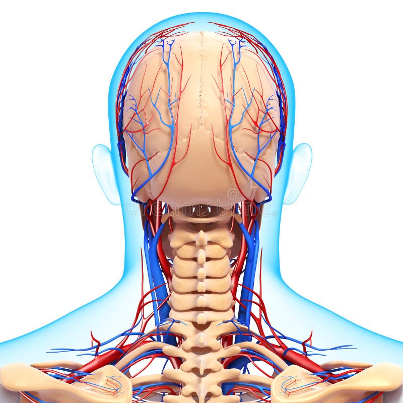 Circulatory and Nervous System of Head Stock Illustration ...