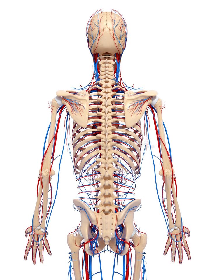 Circulatory System Male Stock Illustrations – 1,972 Circulatory System ...