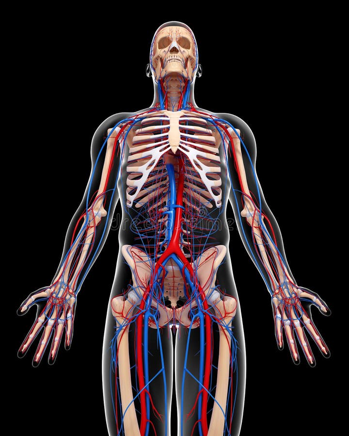 Circulatory System of Male Body in Black Stock Illustration ...