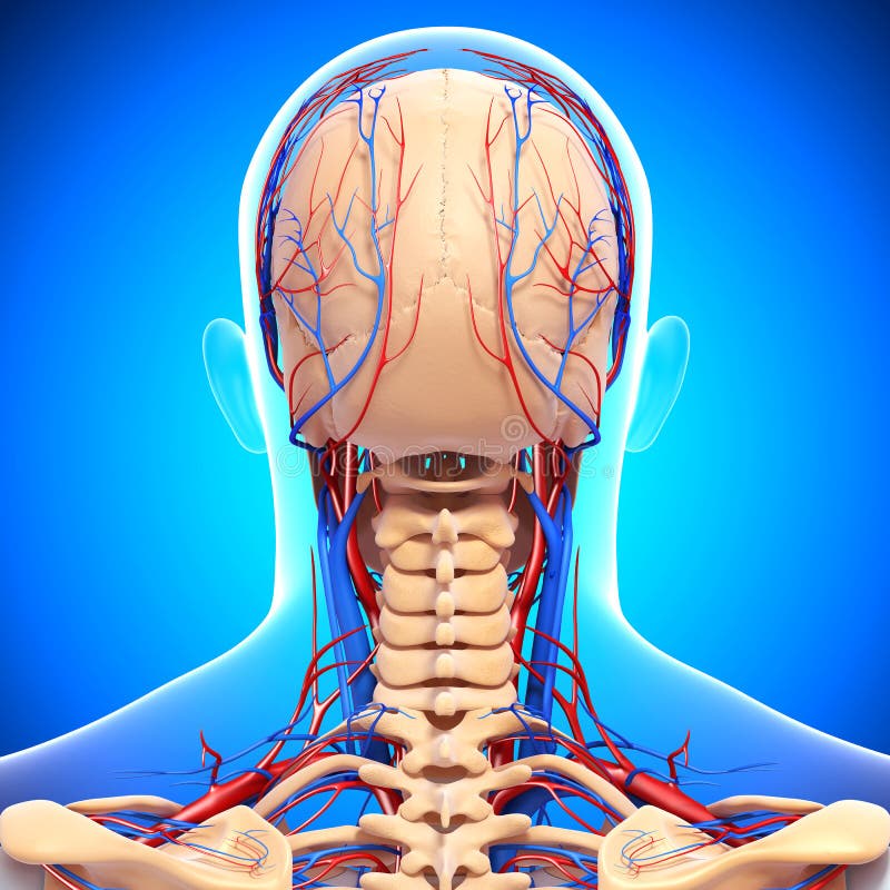 Circulatory System of Male Head Stock Illustration - Illustration of ...