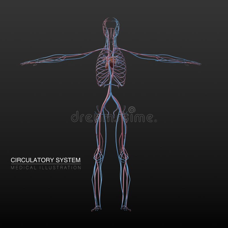 Circulatory System. Medical Illustration. Human Blood Artery. Human ...