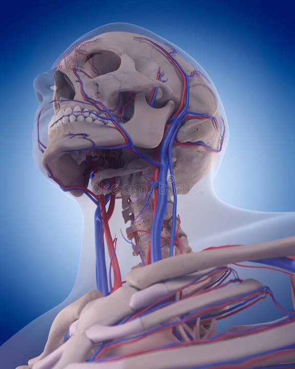 The Circulatory System - Neck Stock Illustration - Illustration of ...