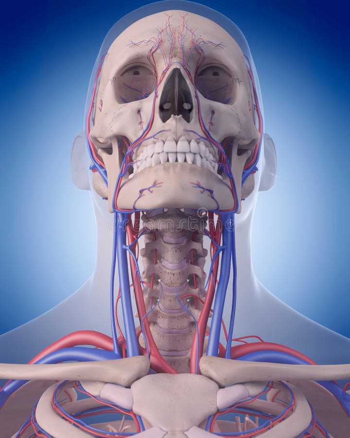 The Circulatory System - Neck Stock Illustration - Illustration of ...