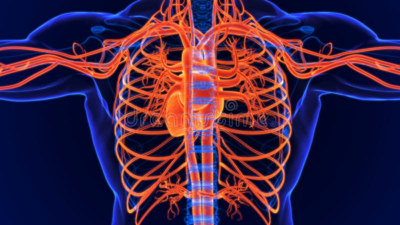 3D_Rendering_Human_Circulatory_System_Anatomy_Heart Stock Video - Video ...