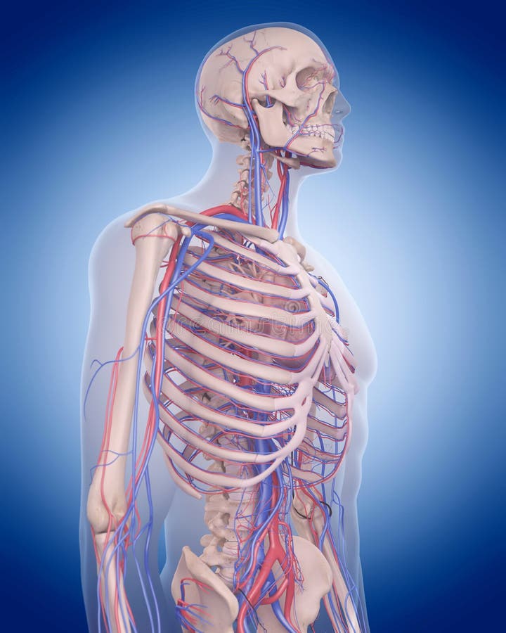 The Circulatory System - Thorax Stock Illustration - Illustration of ...