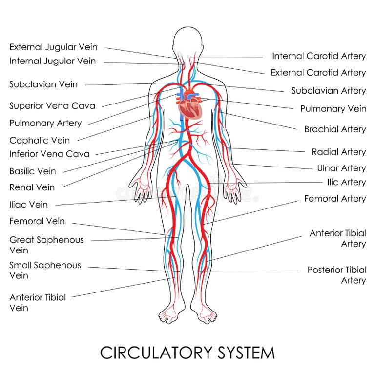 Diagram Circulatory System Stock Illustrations – 3,092 Diagram ...