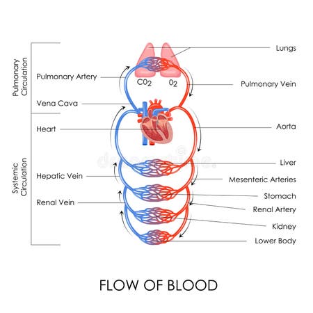 Systemic Blood Flow Stock Illustrations – 290 Systemic Blood Flow Stock ...