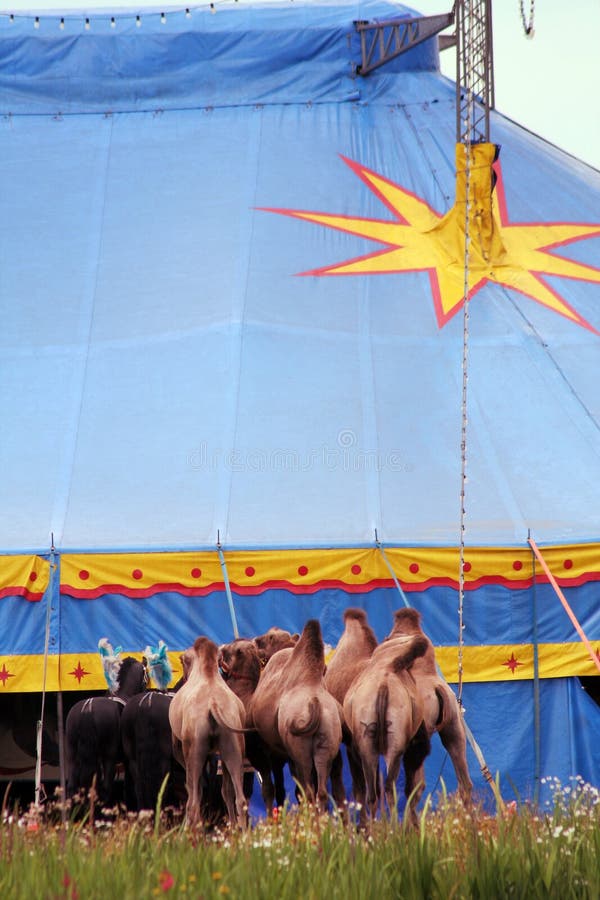 Circus stock image. Image of circus, entertainment, enter - 10451763