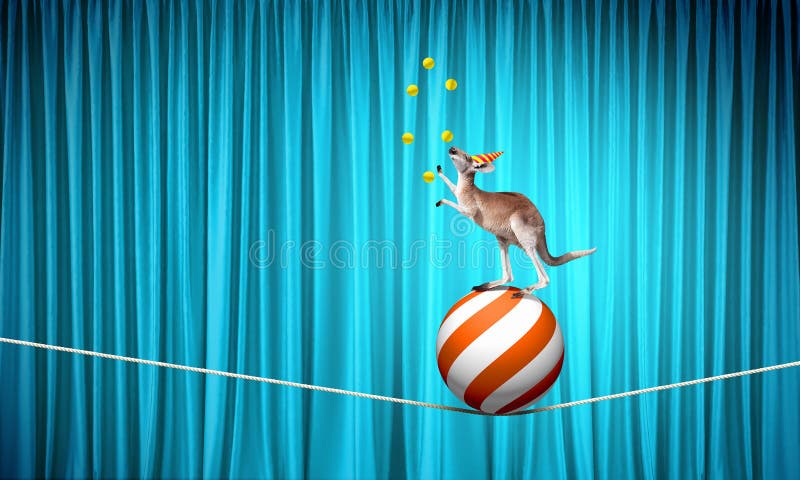 Circus animals stock photo. Image of game, motion, concentration - 59808066