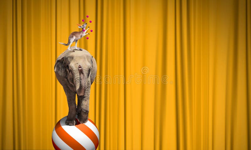 Circus Animals Stock Photos - Download 2,138 Royalty Free Photos