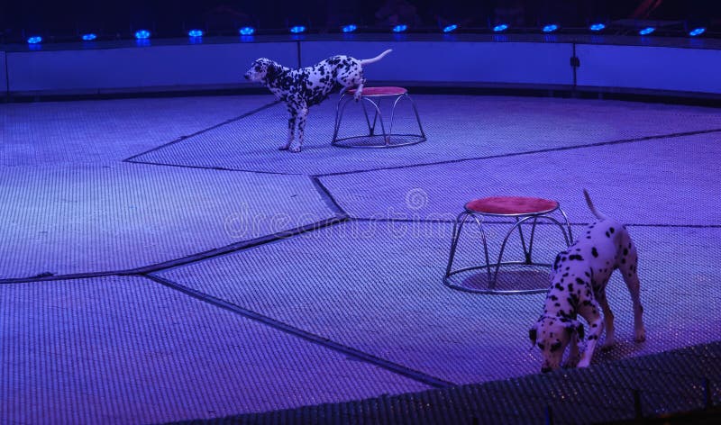 Circus Arena Light Performance Searchlight, Act Stock Photo - Image of ...