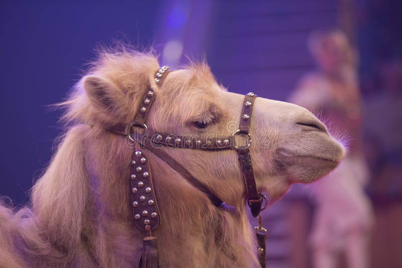 Circus camel stock image. Image of life, acts, troupe - 182818647