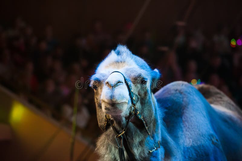 Circus Camel Performs in the Circus Stock Image - Image of heavy, acts ...