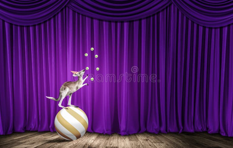 Circus in city stock photo. Image of kangaroo, elephant - 59023906