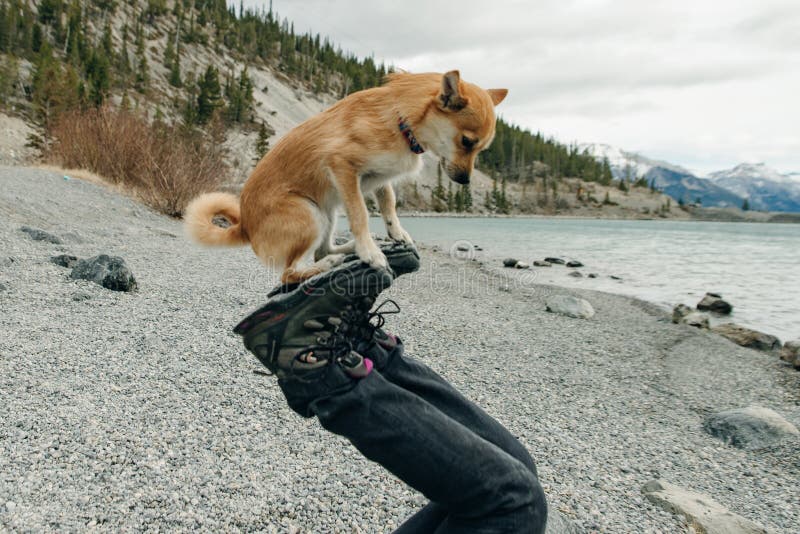 Circus Dog Stands on Owner S Feet. Dog Tricks Stock Image - Image of ... Circus Dog Stands on Owner S Feet. Dog Tricks Stock Image - Image of ...