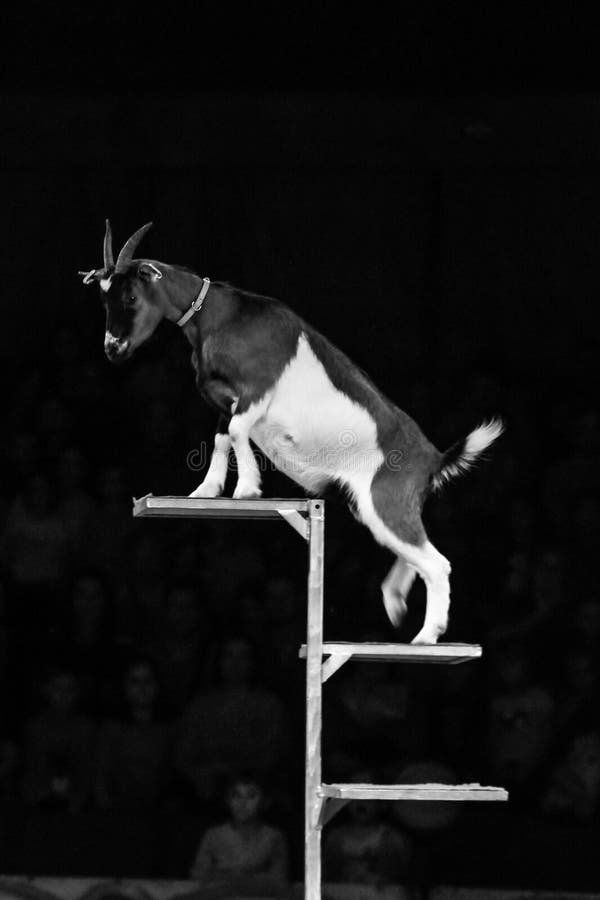 Circus Goat stock photo. Image of goat, farm, circus - 95554280